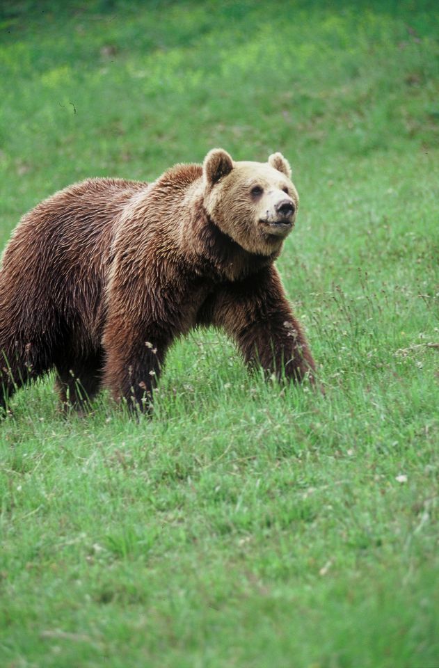 Η Καφέ Αρκούδα – Ursa Trail